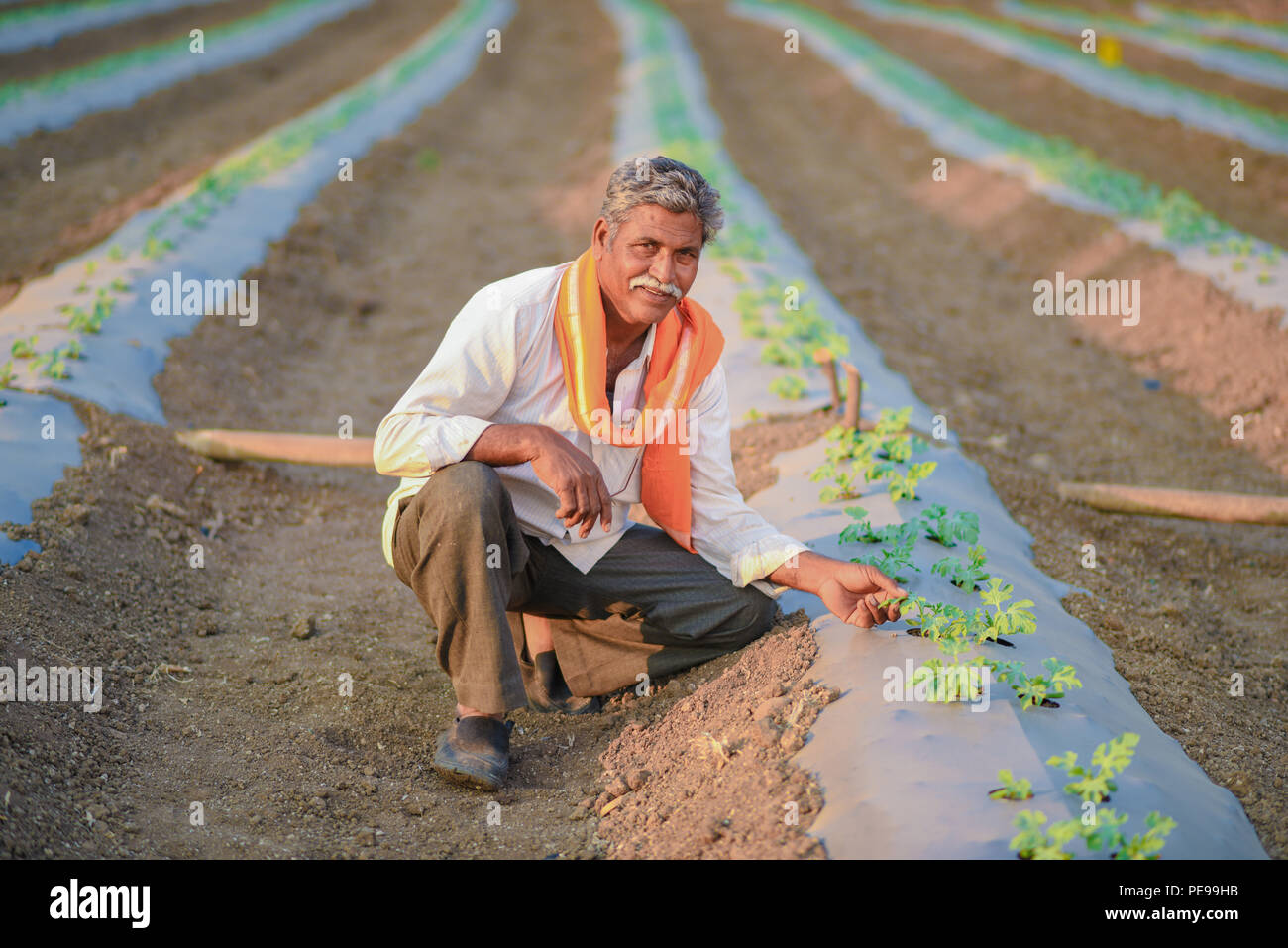 Indian farmer checking his watermelon field Stock Photo - Alamy