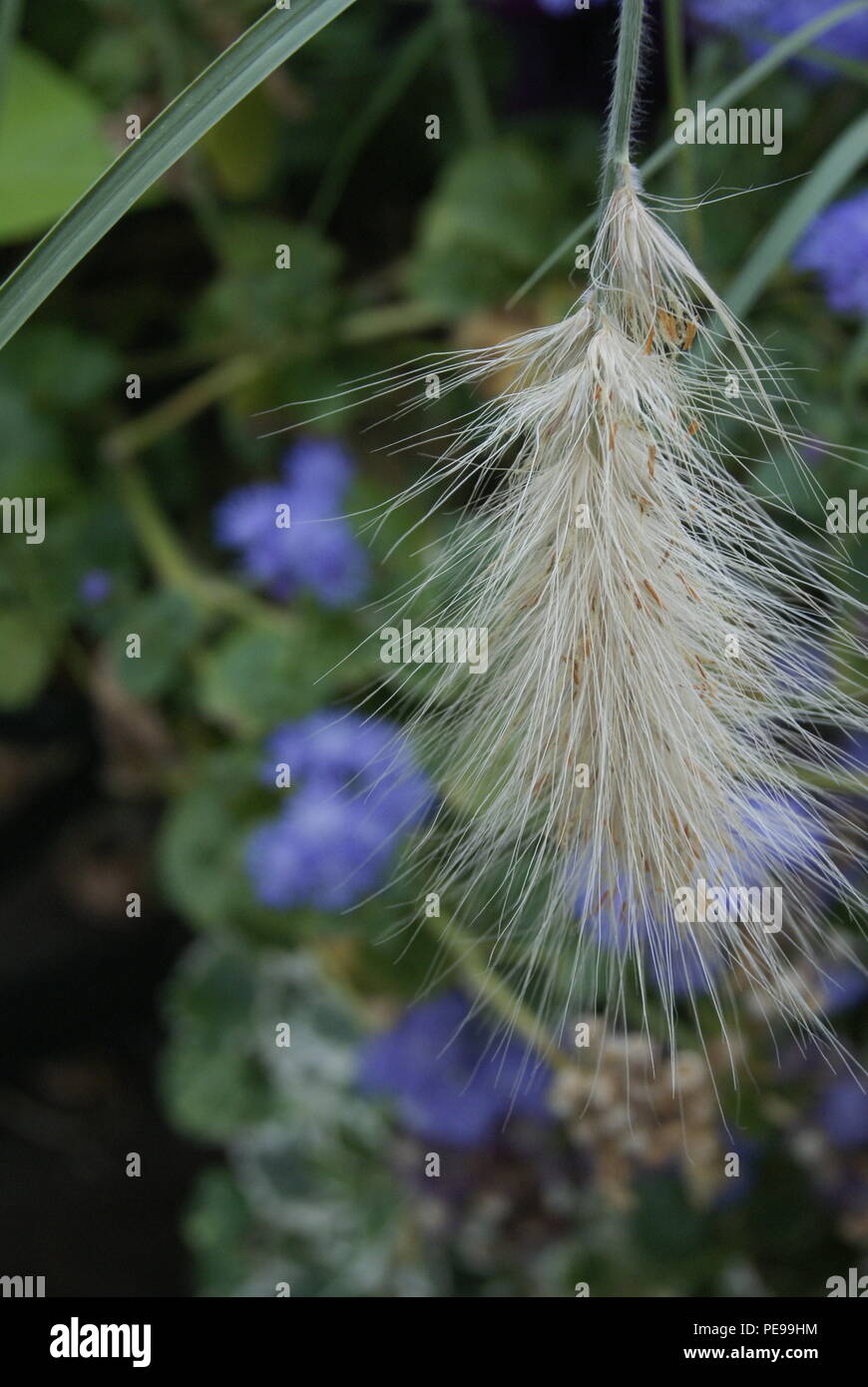 fleurs de France Stock Photo - Alamy