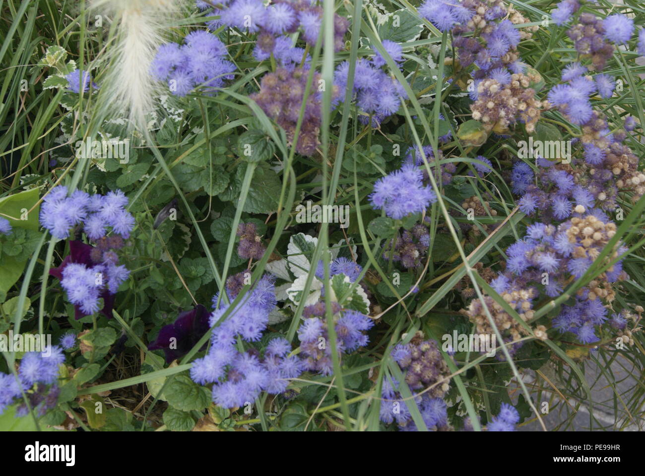 fleurs de France Stock Photo - Alamy