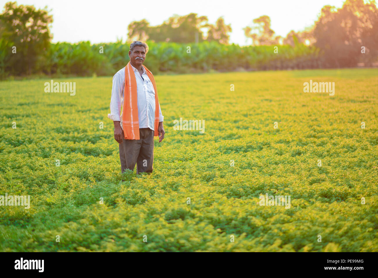 Indian farmer at the chickpea field Stock Photo - Alamy