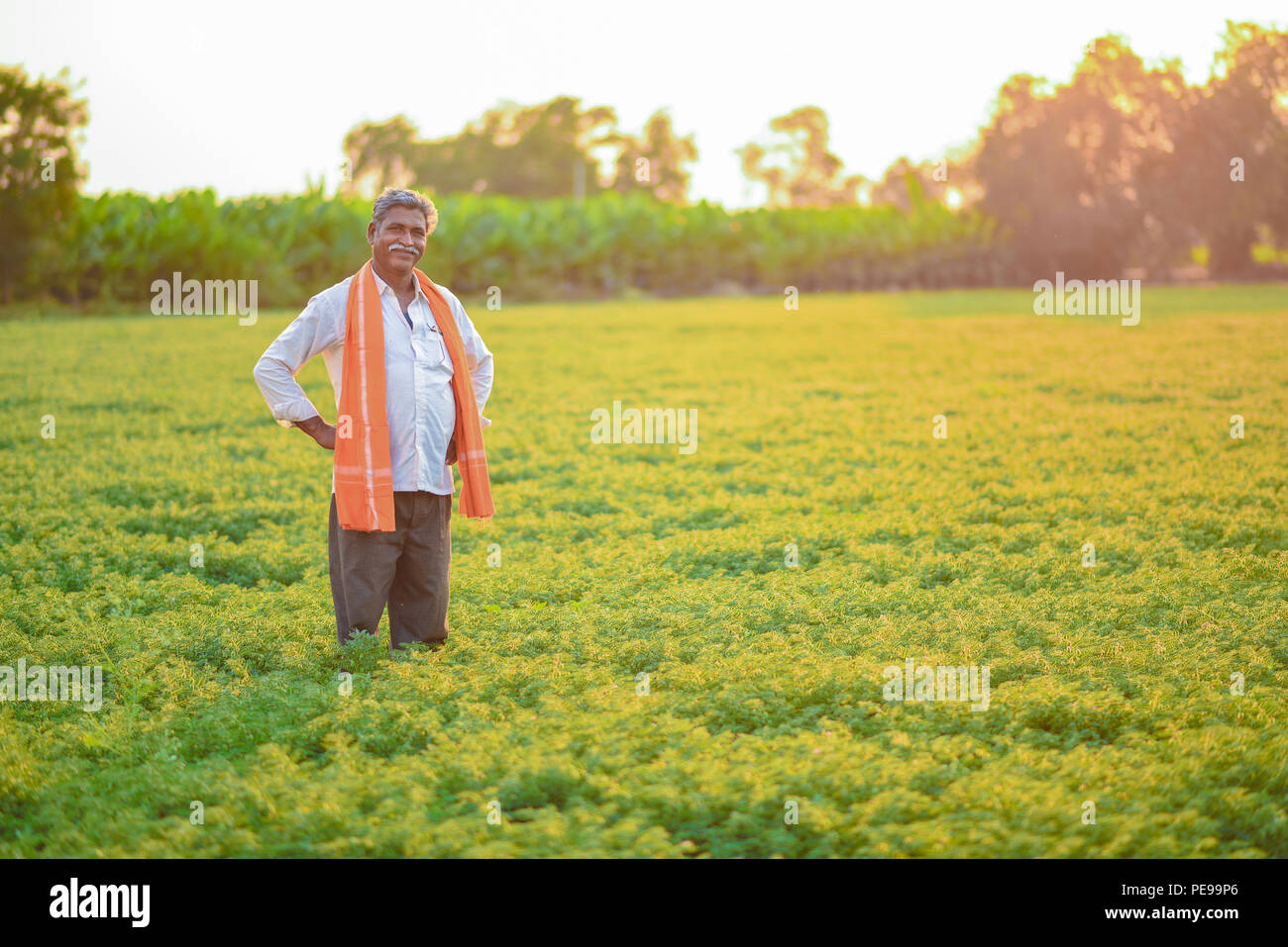 Indian farmer at the chickpea field Stock Photo - Alamy
