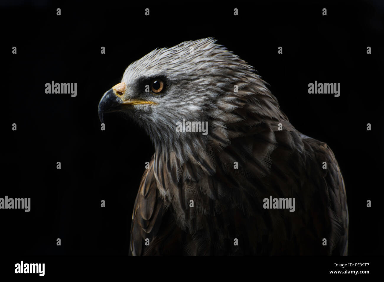 Red Kite Portrait Stock Photo - Alamy