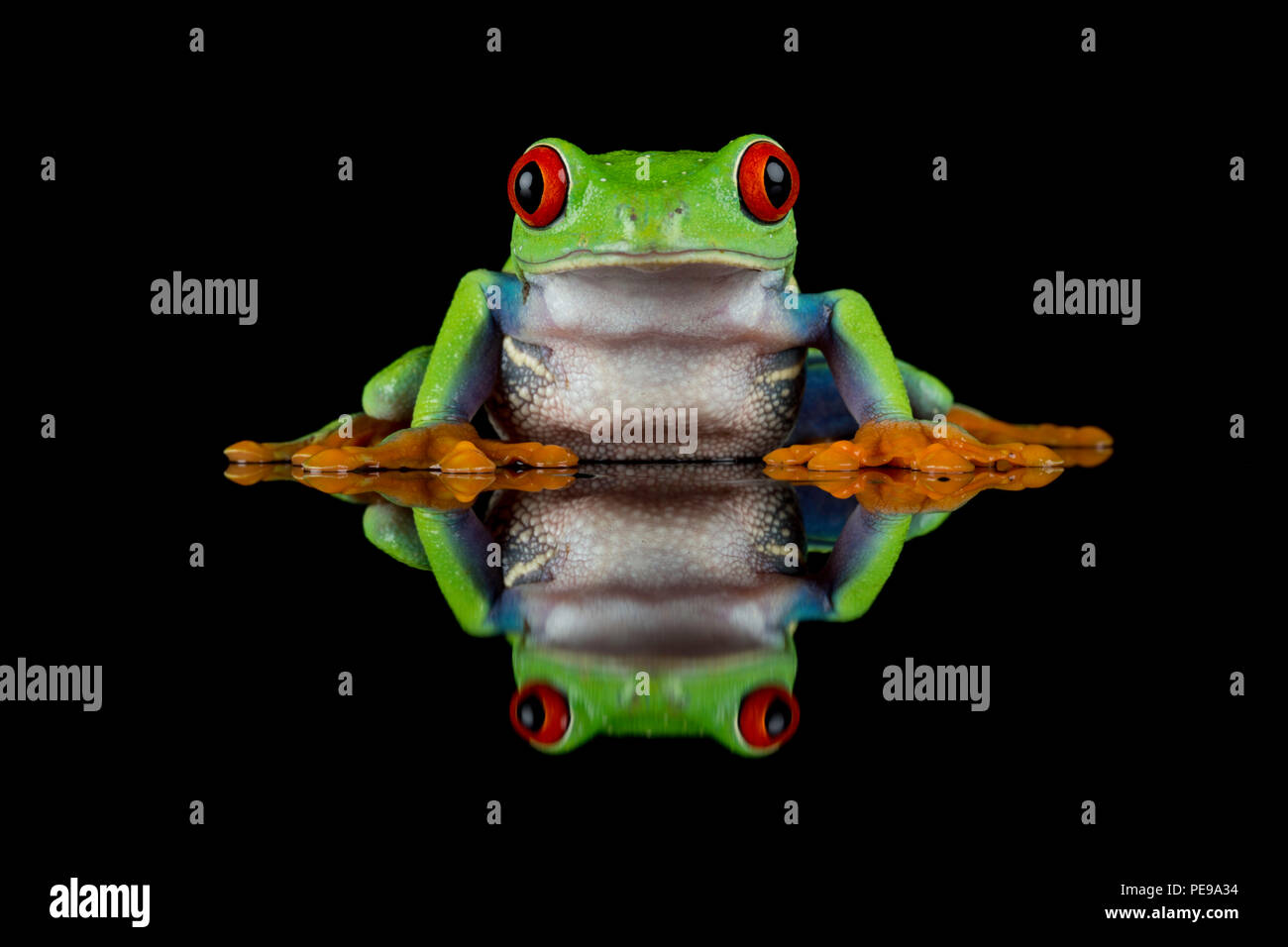 Red Eyed Tree Frog Reflection Stock Photo - Alamy