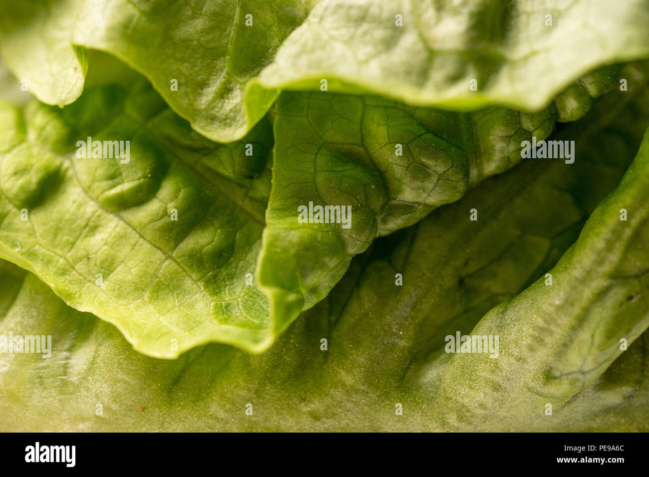 Crispy lettuce hi-res stock photography and images - Alamy