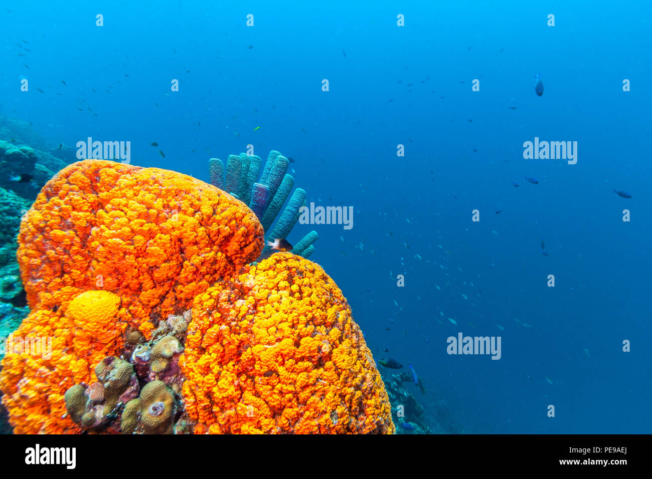 Sea elephant hi-res stock photography and images - Alamy