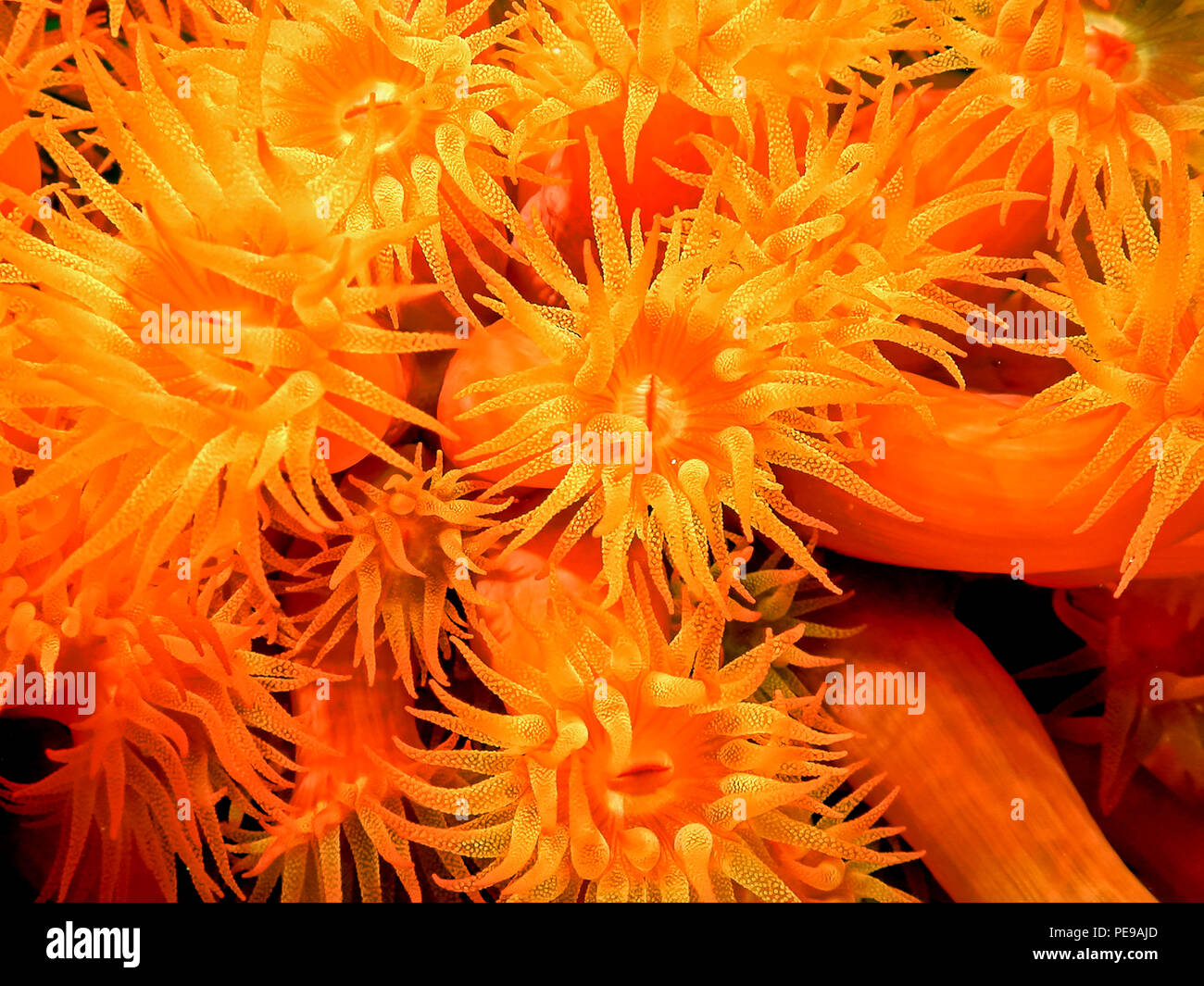 Coral reef in Carbiiean Sea orange cup corals Stock Photo - Alamy