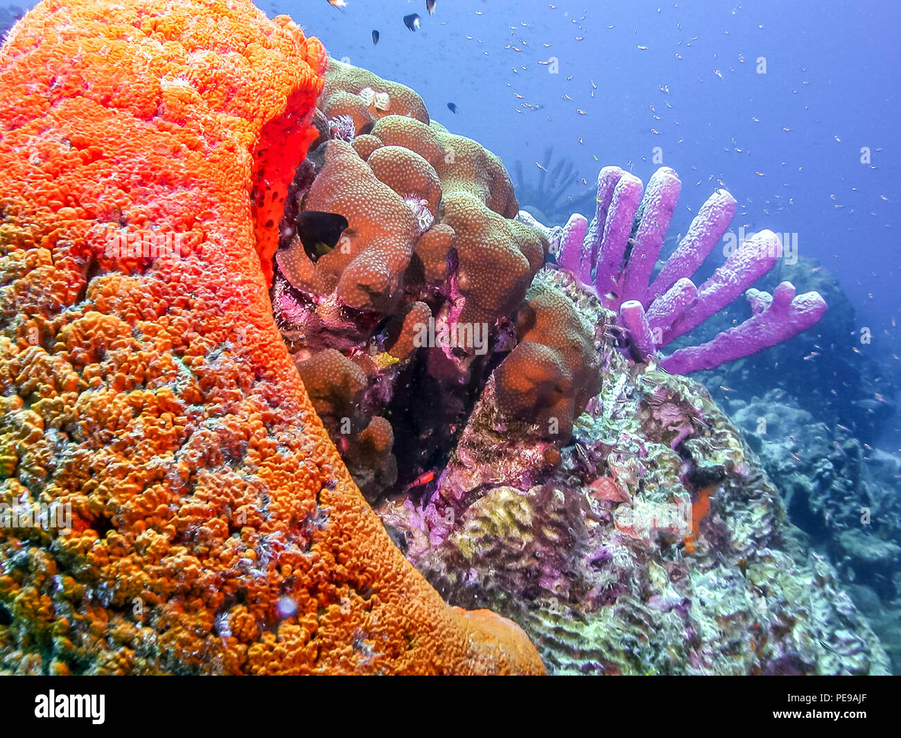 Sea elephant hi-res stock photography and images - Alamy