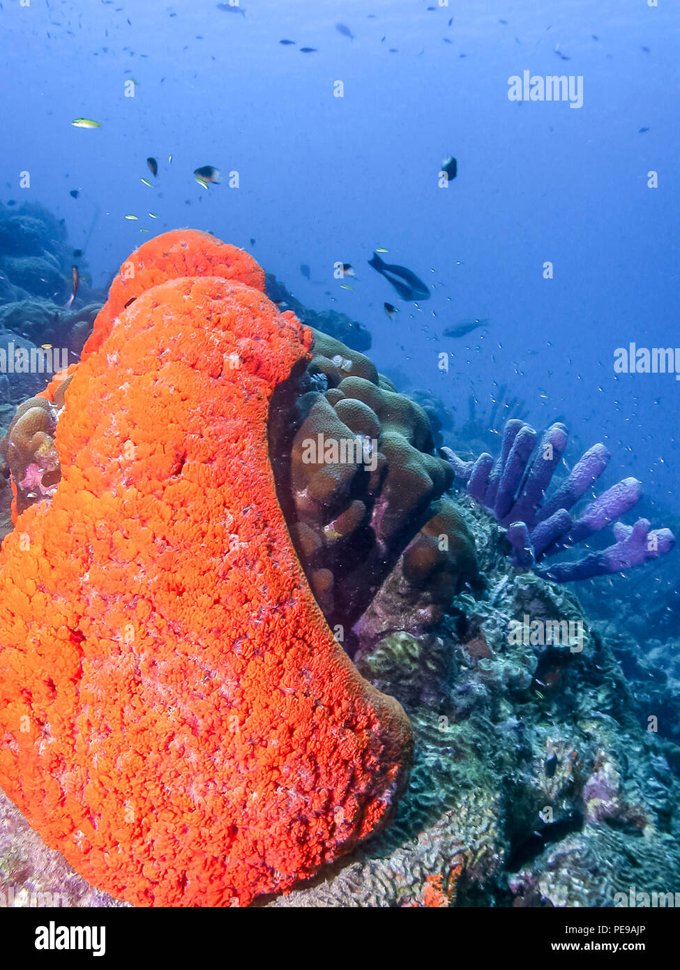 Sea elephant hi-res stock photography and images - Alamy