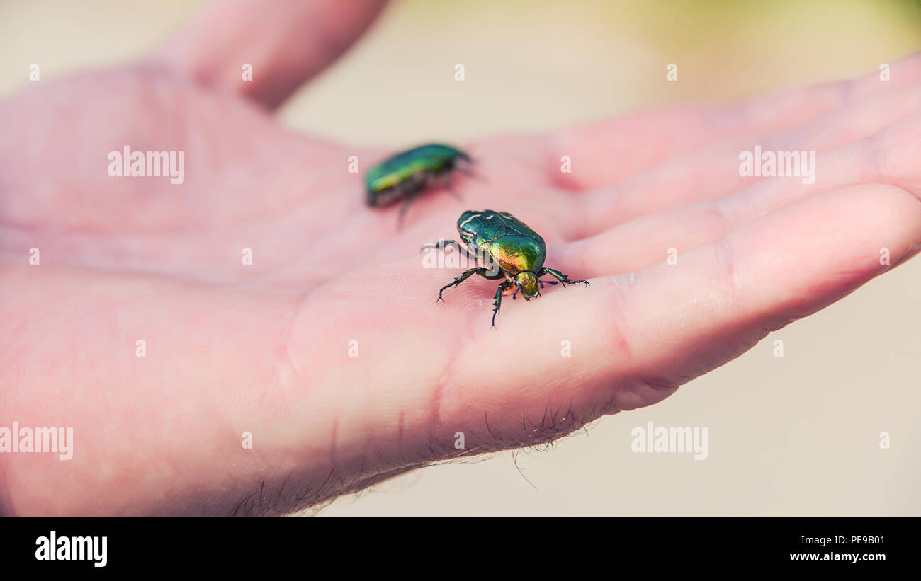 two green beetles sit on a man's hand Stock Photo - Alamy