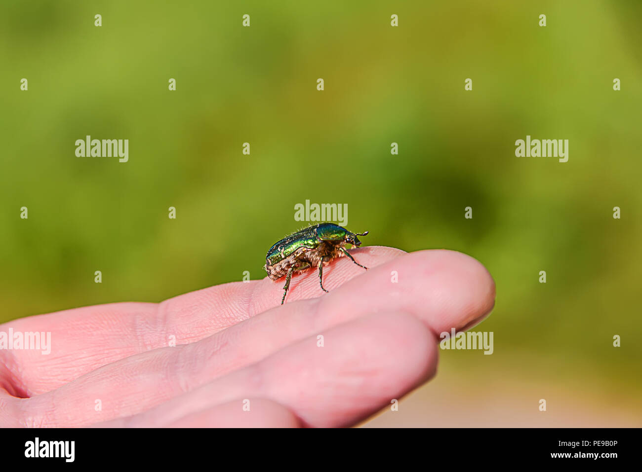 two green beetles sit on a man's hand Stock Photo - Alamy