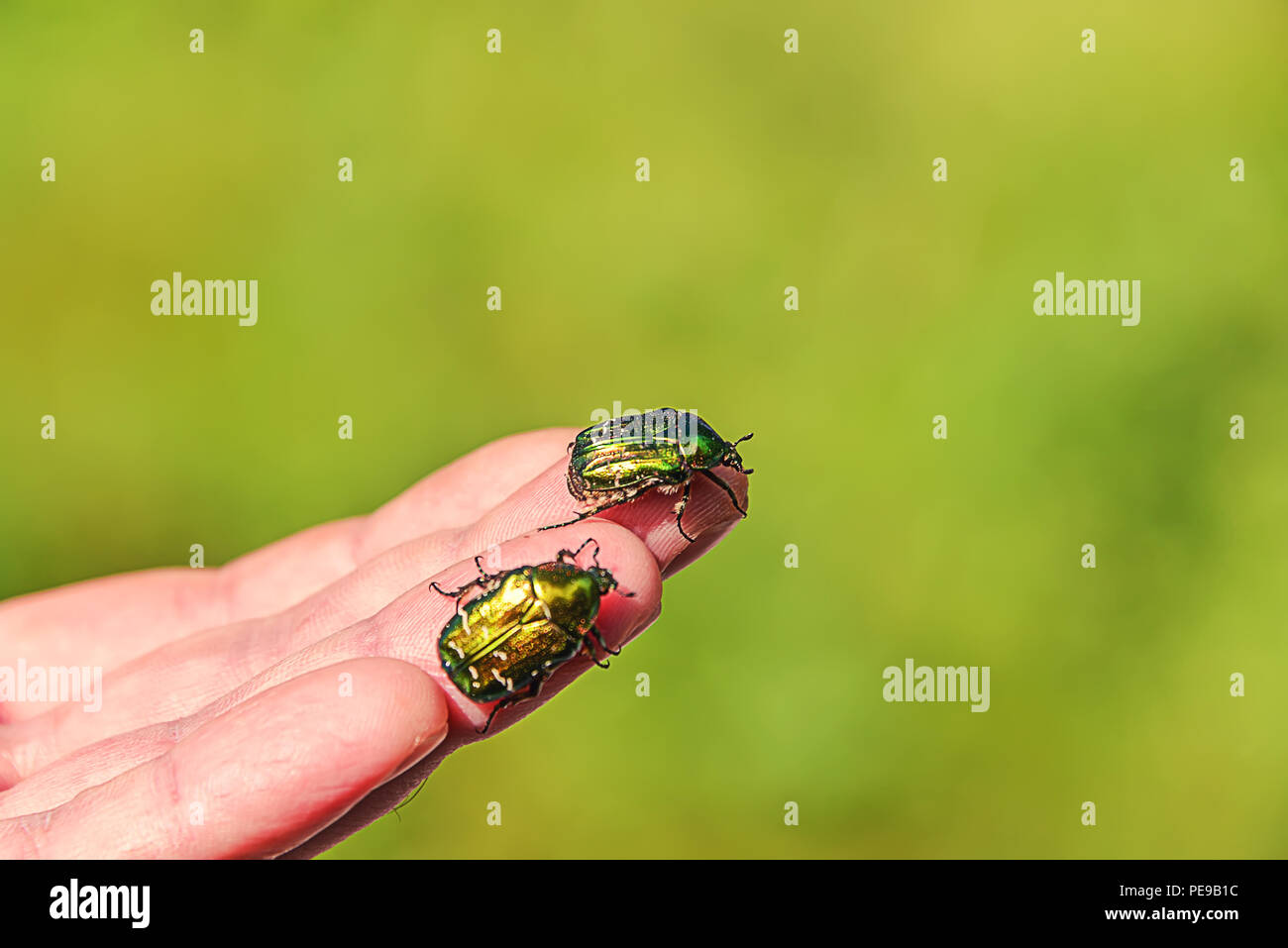 two green beetles sit on a man's hand Stock Photo - Alamy