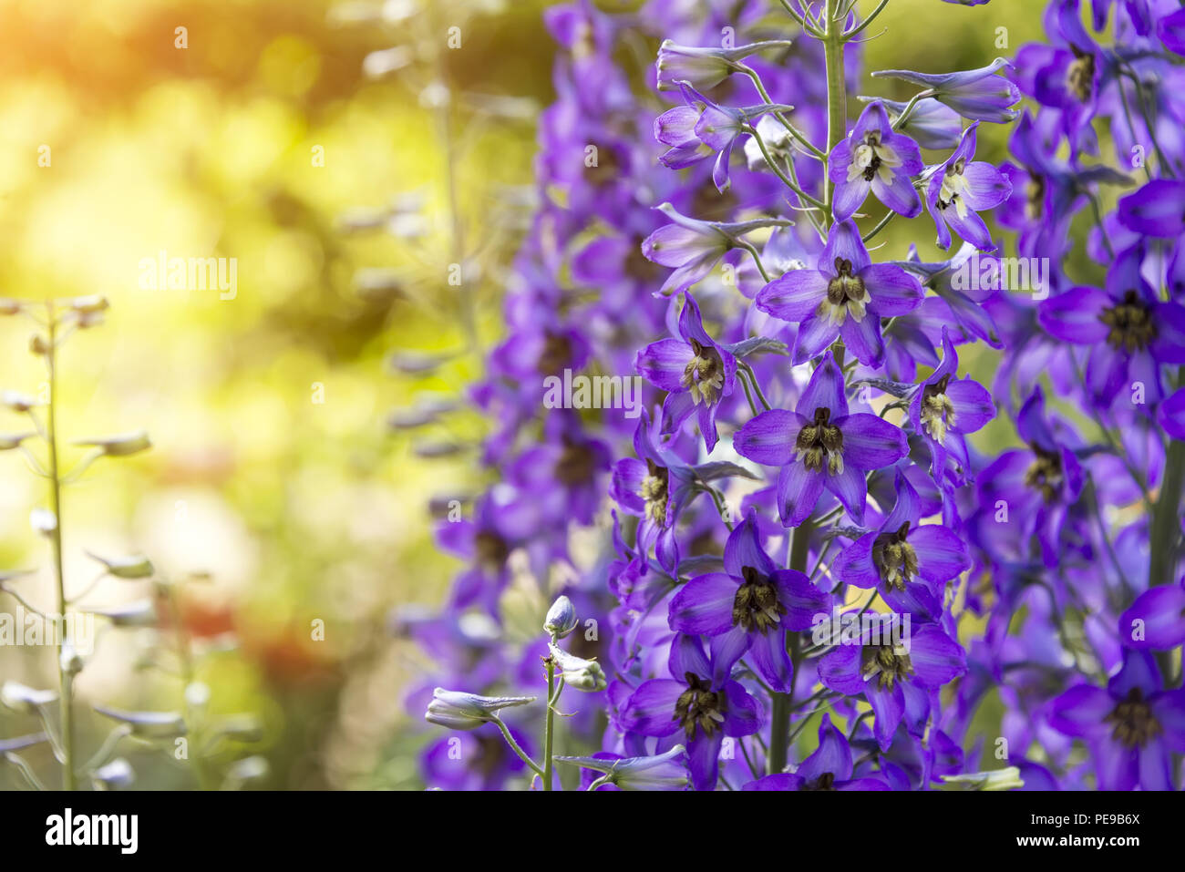 blossoming delphinium in the field, in summer in warm weather in the ...