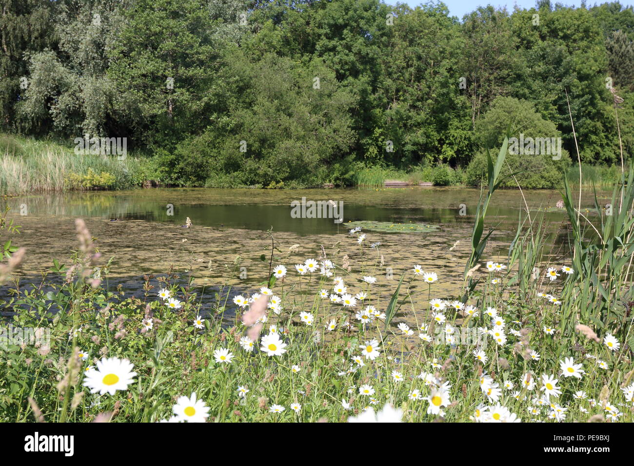 Wildflowers on the bank of a lake with lily pads and surrounded by ...