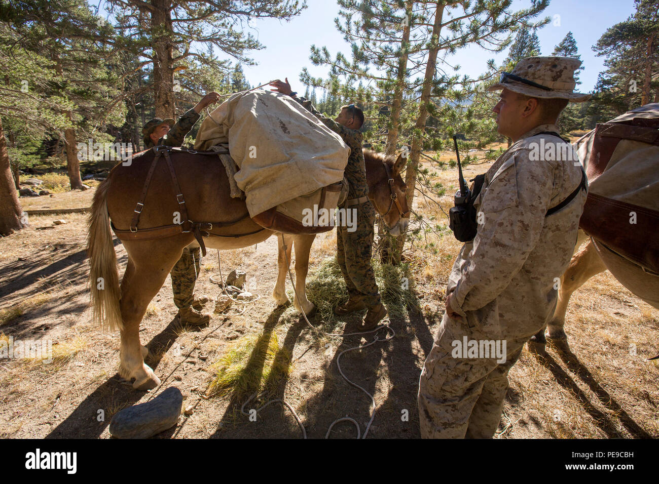 Pack mule unit hi-res stock photography and images - Alamy