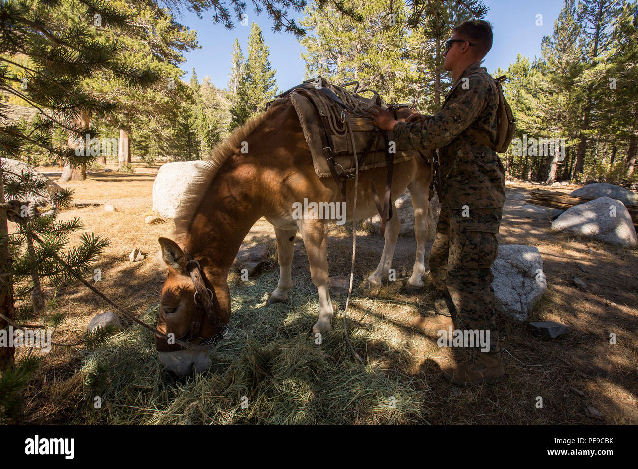 Pack mule unit hi-res stock photography and images - Alamy