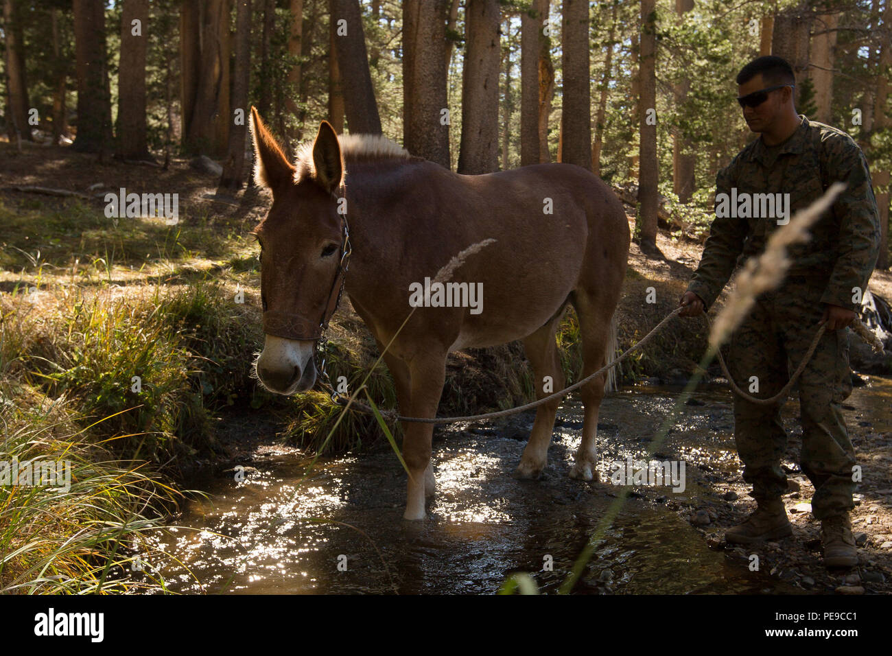 A U.S. Marine with 1st Battalion, 6th Marine Regiment, 2nd Marine ...