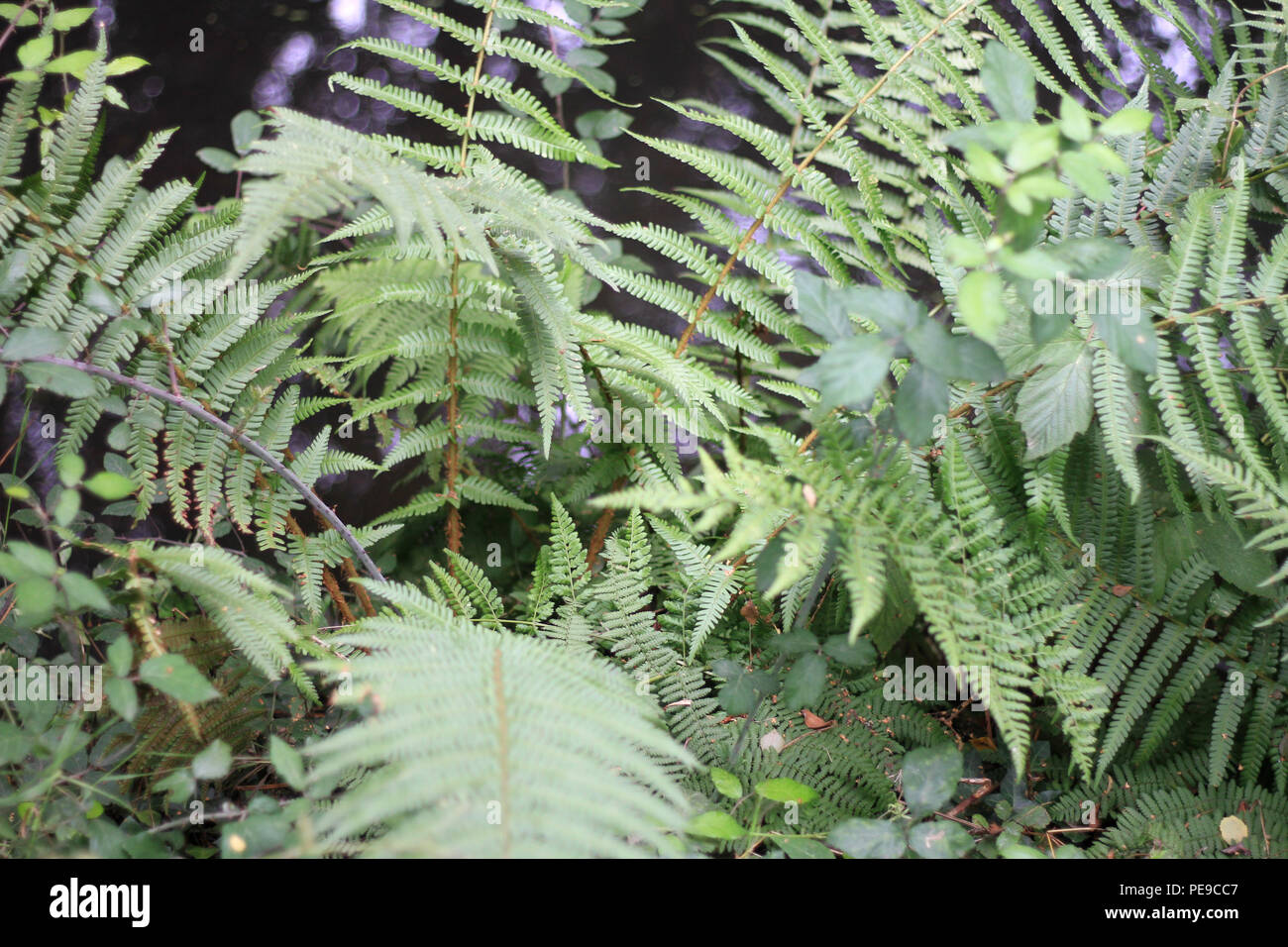Lush green ferns foliage hi-res stock photography and images - Alamy