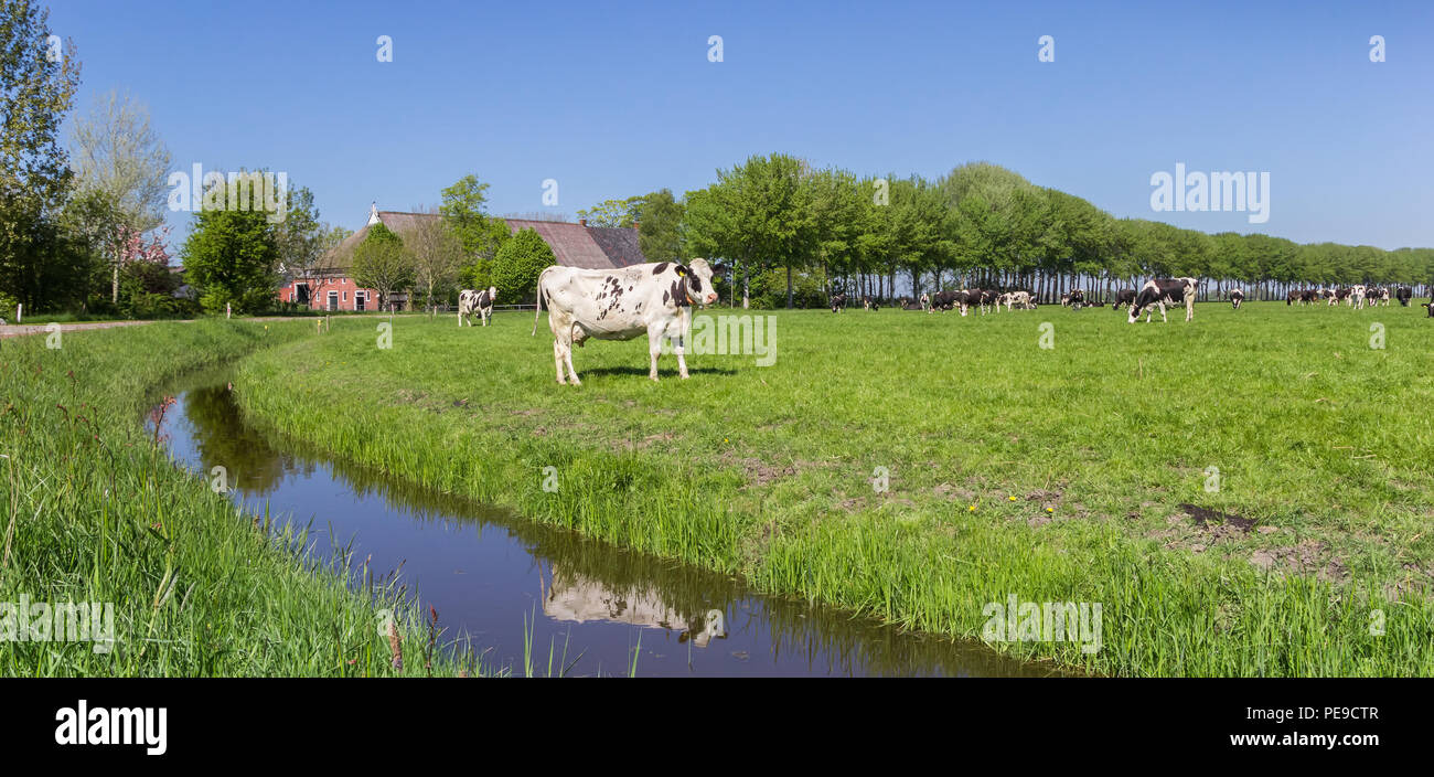 Panorama of a farm and dutch cows in Groningen, Netherlands Stock Photo ...