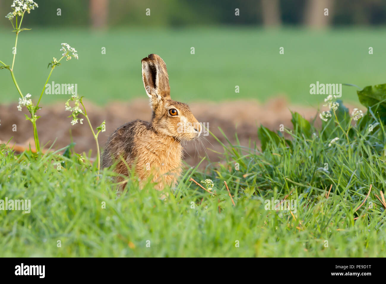 Wild hare close up sat on the edge of a field bathing in the morning ...