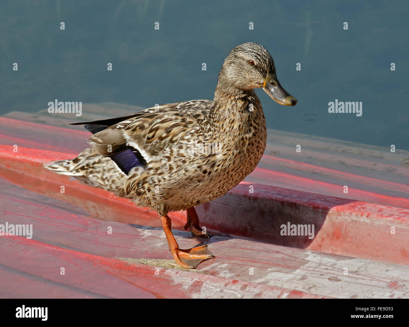 Mallard Duck female (anas platyrhynchos) standing on upturned boat ...