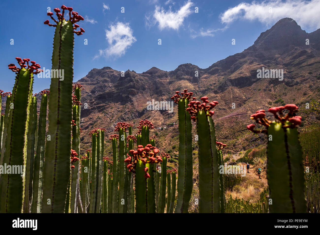 Cardon flowering hi-res stock photography and images - Alamy