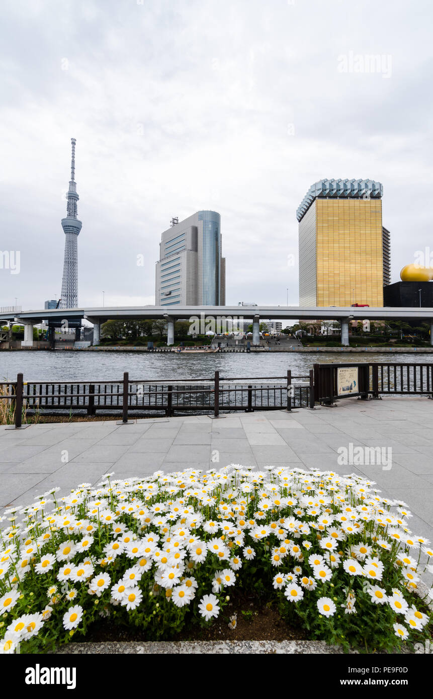 Iconic buildings as seen from Sumida Park, across Sumida River. Those ...