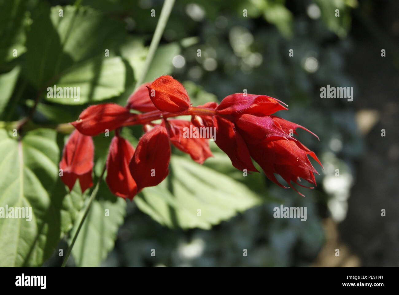 fleur de France Stock Photo - Alamy