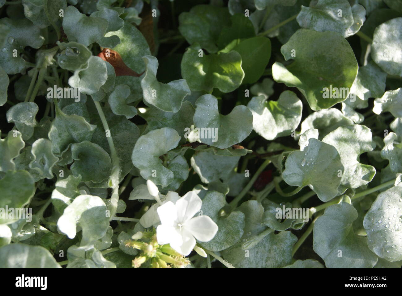fleur de France Stock Photo - Alamy