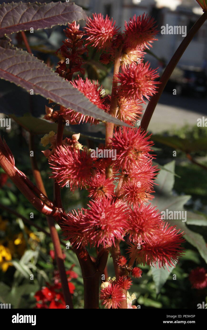 fleur de France Stock Photo - Alamy