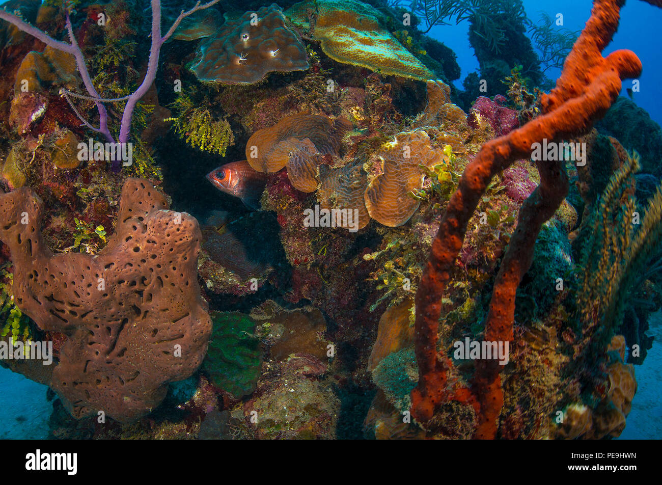 Sea life captured during underwater photo training off the coast of ...