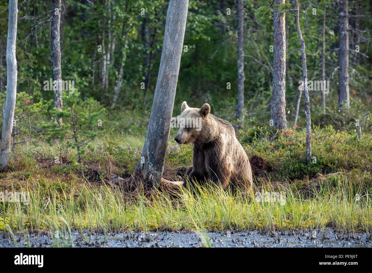 Wild Brown Bear sits by a tree in the forest Stock Photo - Alamy