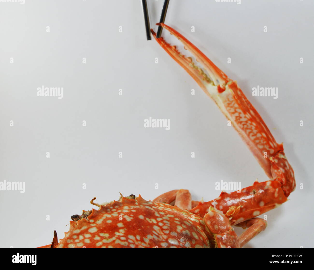 steamed flower crab nipper catch on stainless chopstick Stock Photo - Alamy