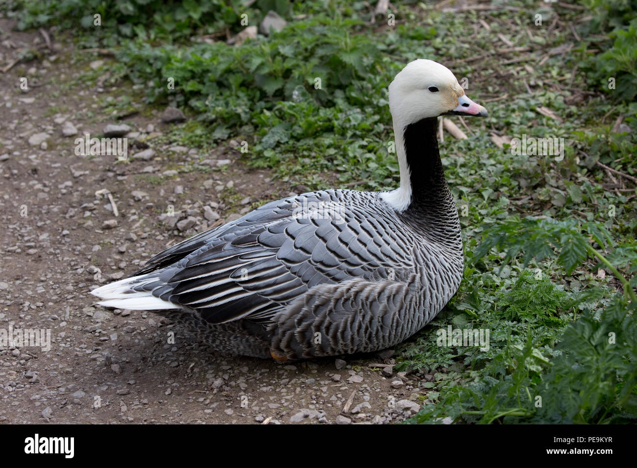 Emperor goose hi-res stock photography and images - Alamy