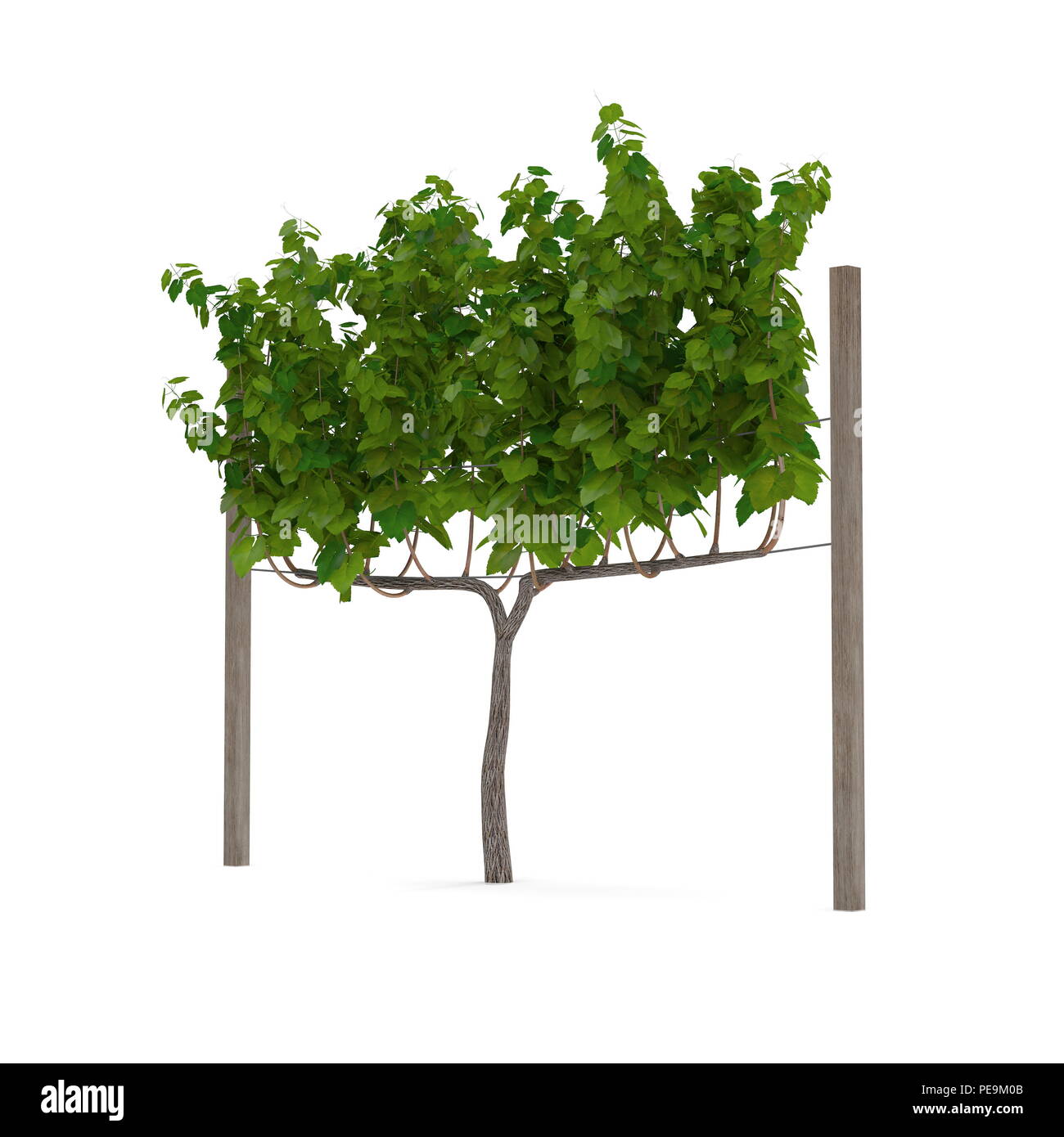 Outdoor vine Cut Out Stock Images & Pictures - Alamy