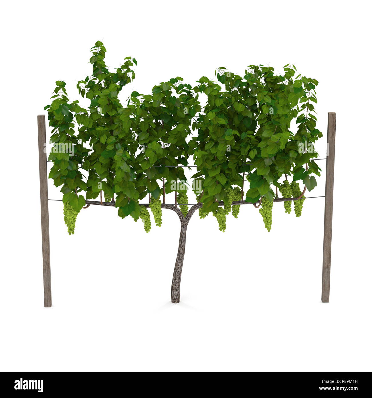 Grapes growing vineyard Cut Out Stock Images & Pictures - Alamy