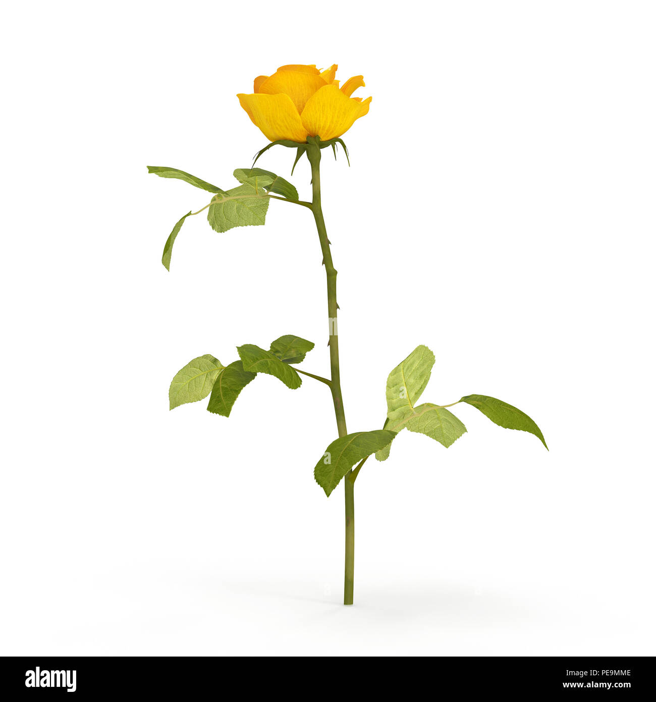 Single beautiful yellow rose isolated on white. 3D illustration Stock ...