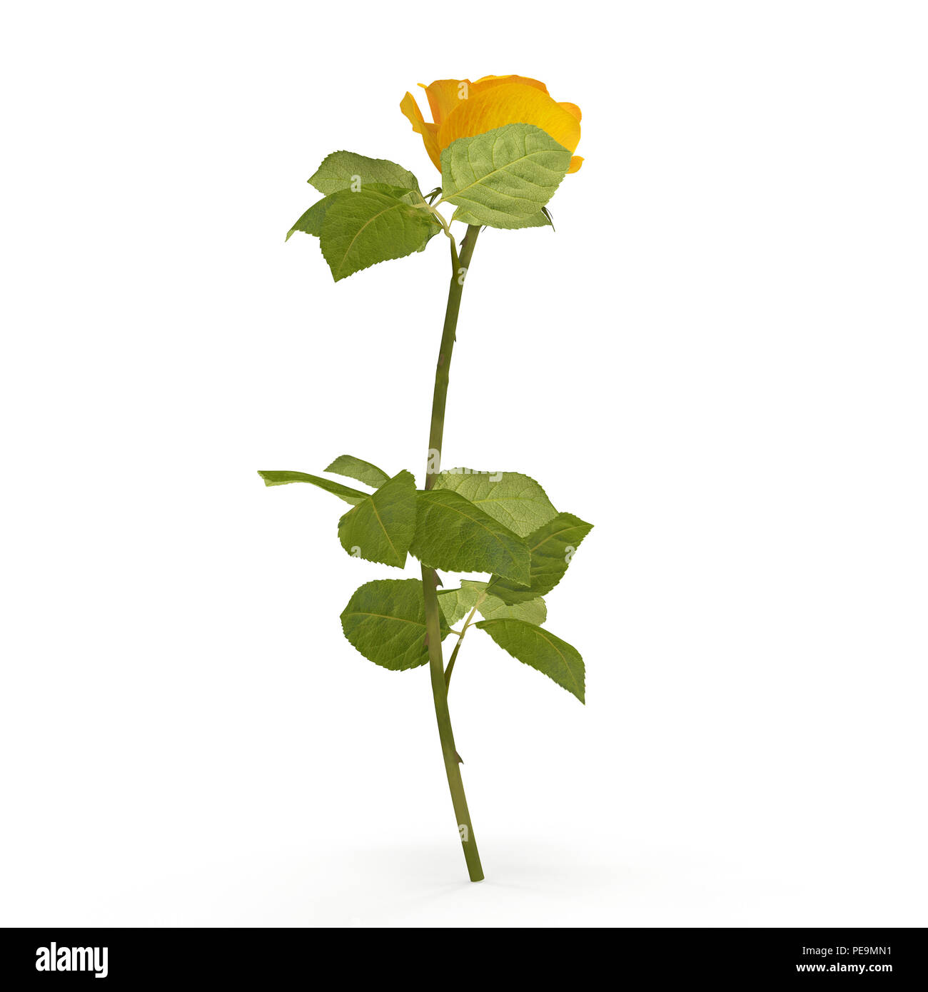 Single beautiful yellow rose isolated on white. 3D illustration Stock ...