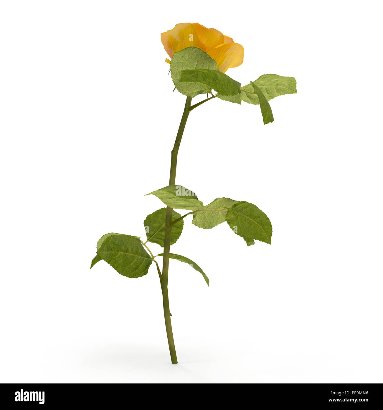 Single beautiful yellow rose isolated on white. 3D illustration Stock ...