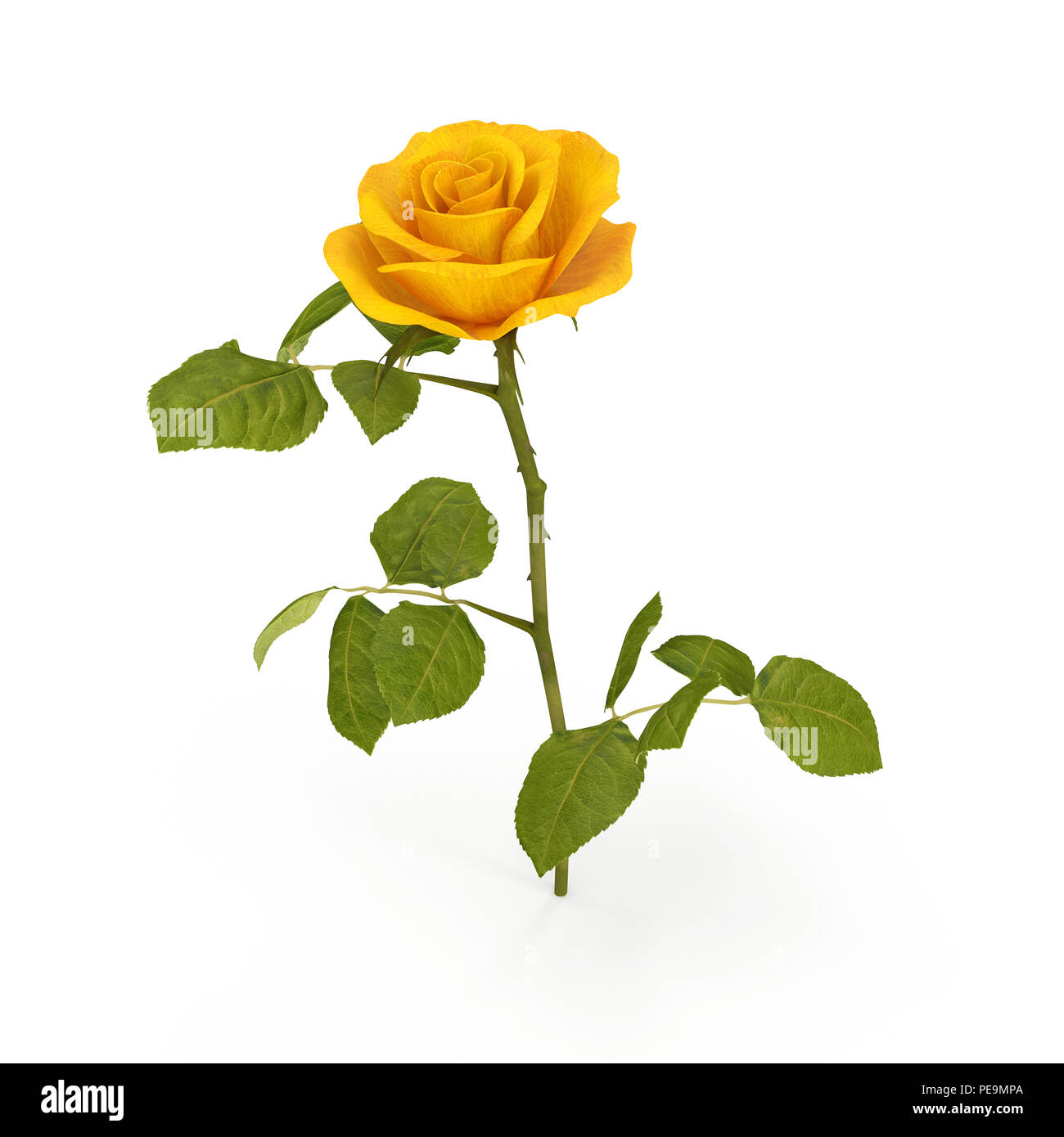 Single beautiful yellow rose isolated on white. 3D illustration Stock ...