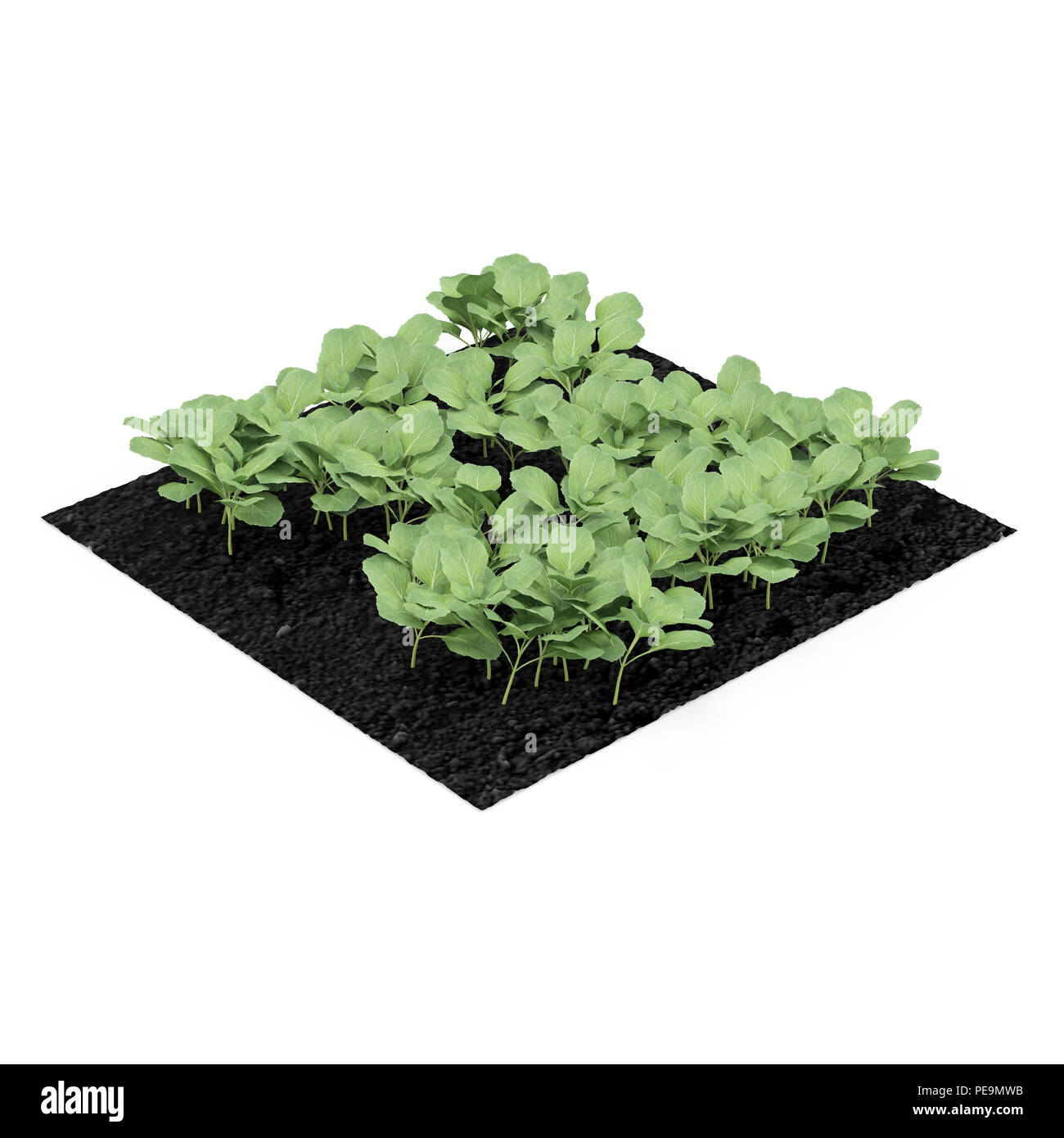 Fresh cabbage growing in Cut Out Stock Images & Pictures - Alamy