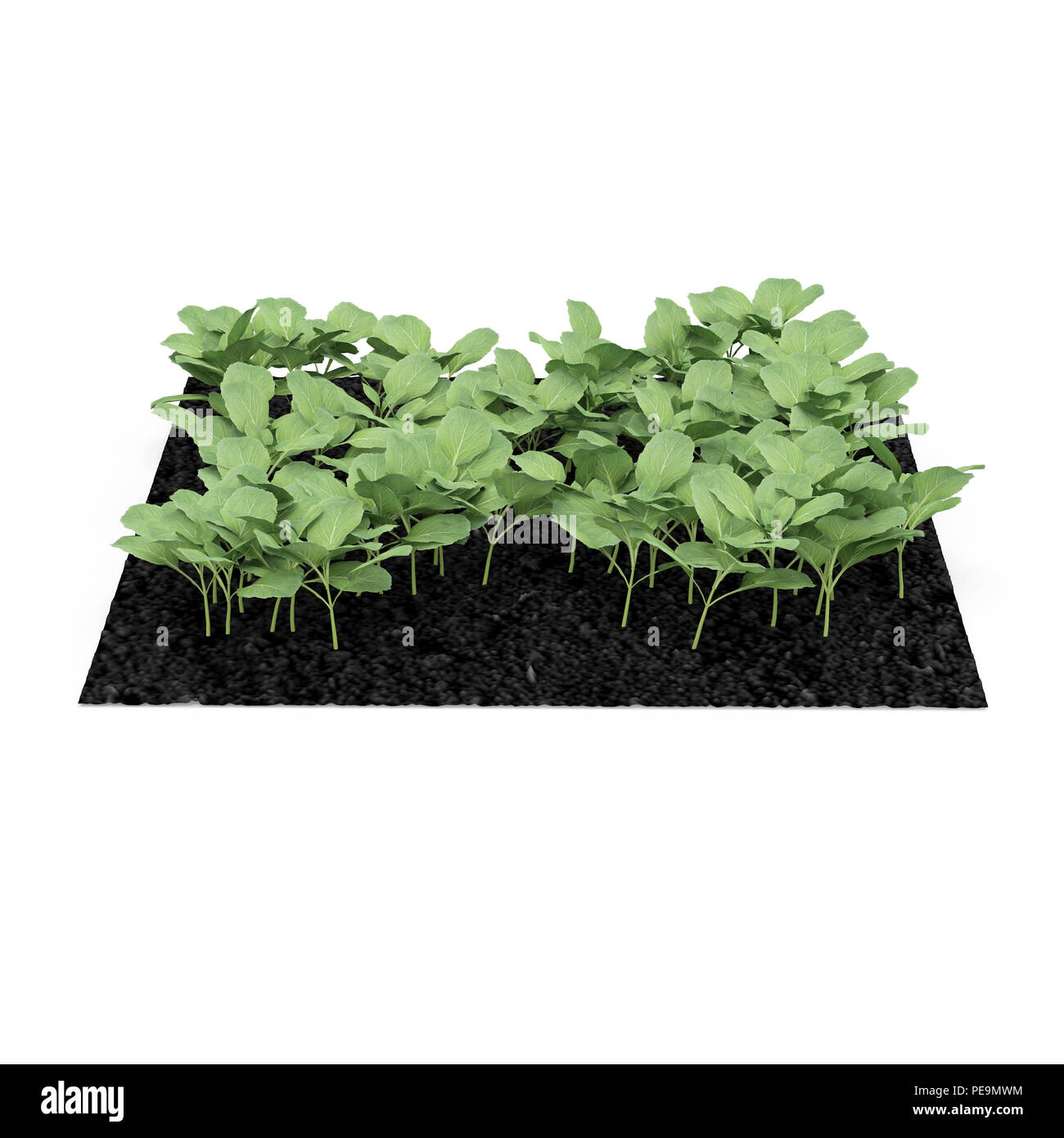 Fresh cabbage growing in Cut Out Stock Images & Pictures - Alamy