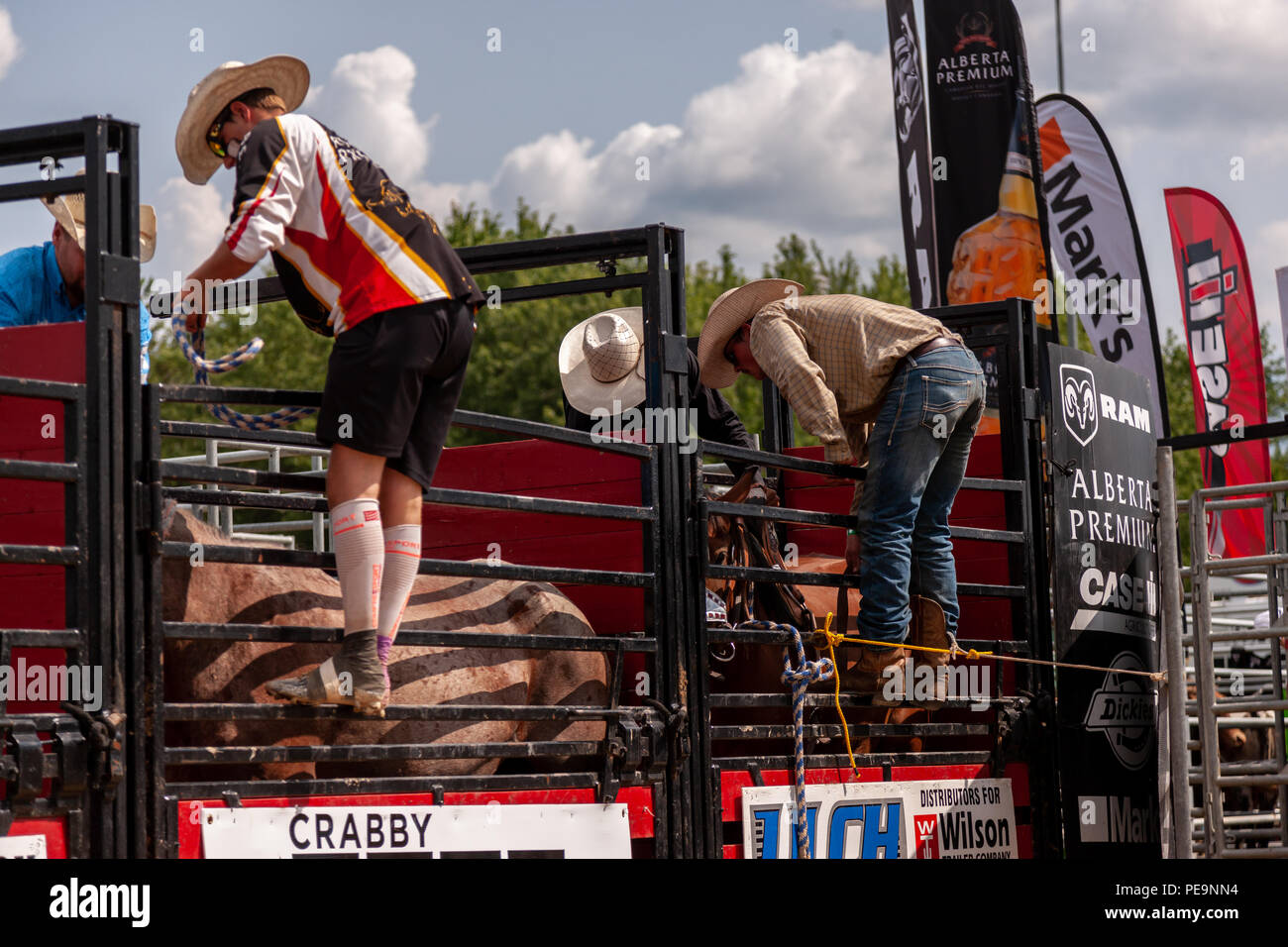 Handlers help cowboys mount the horses they will ride during the saddle ...