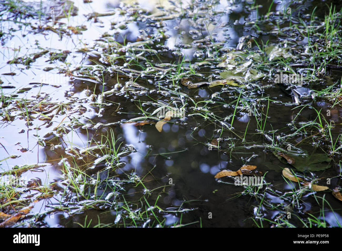 Reflection tree branches in the puddle, nature background Stock Photo ...