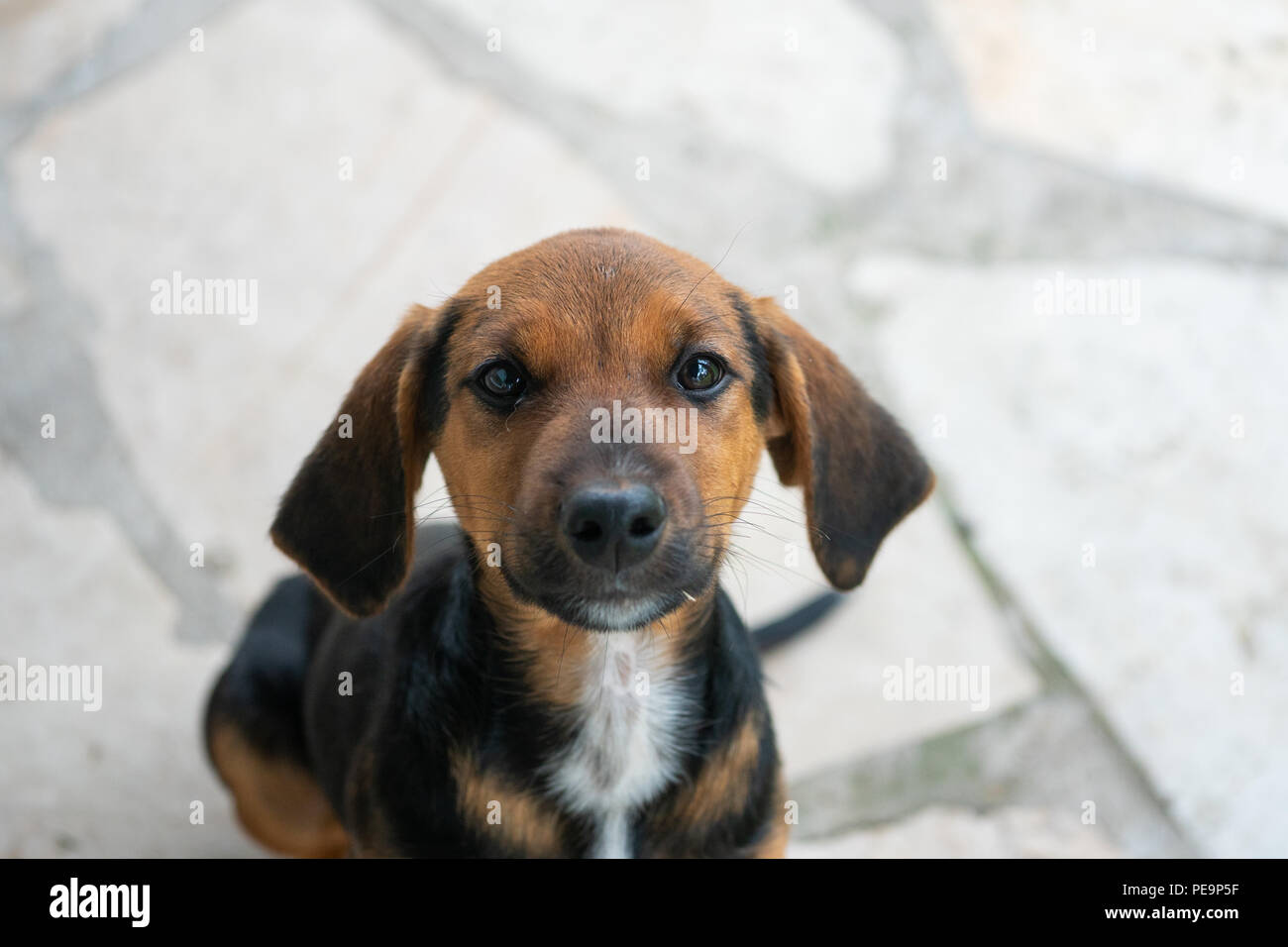 Adorable little brown dog looking up Stock Photo - Alamy