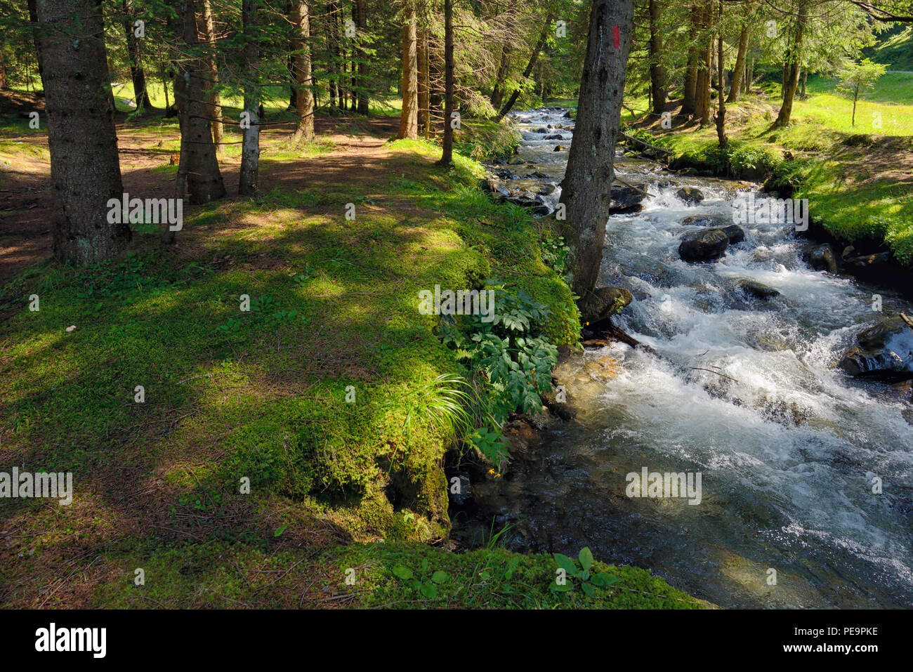The mountain river in the romanian forest Stock Photo - Alamy