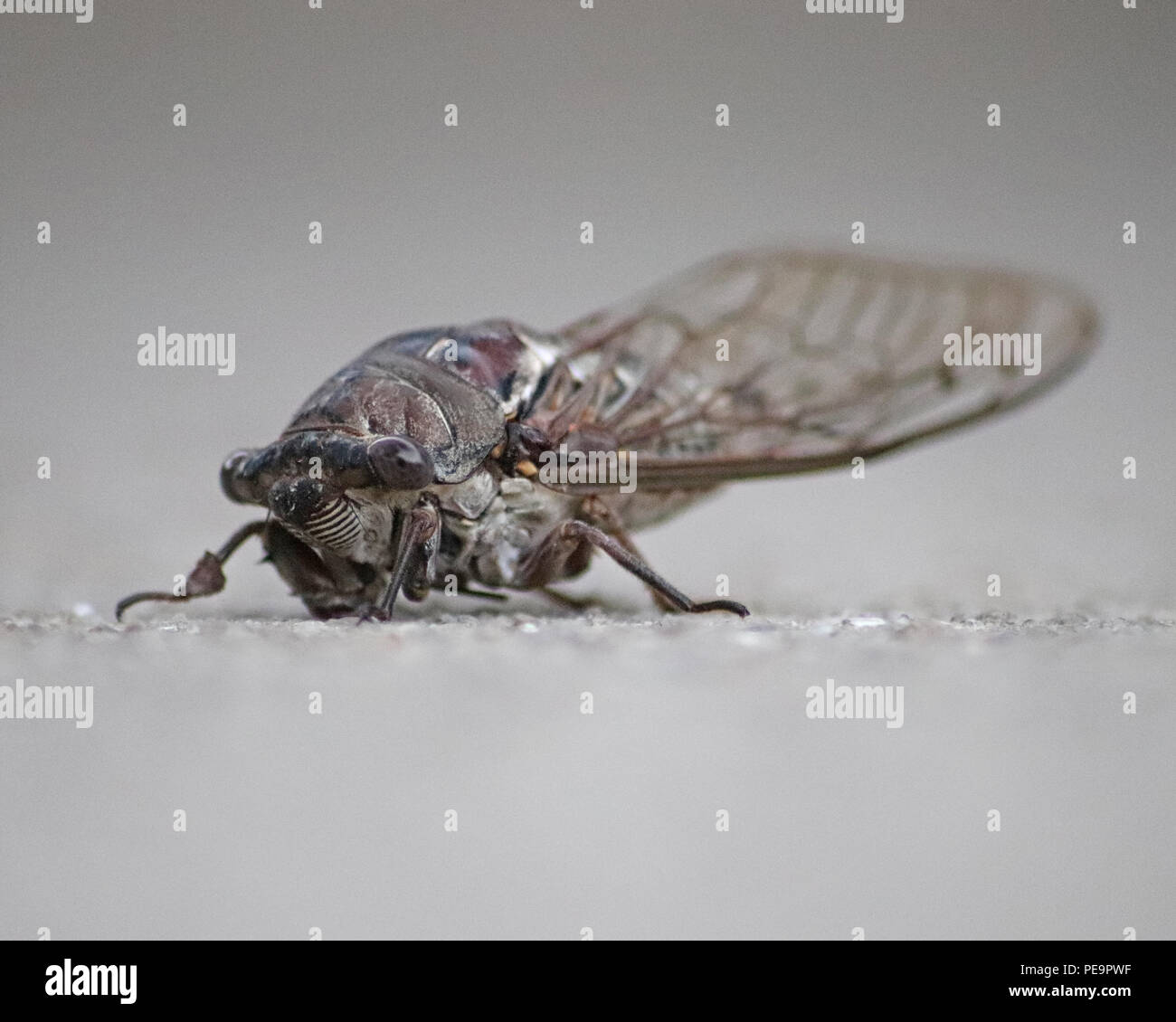 Macro of a Cicada bug on pavement early morning in Florida Stock Photo ...