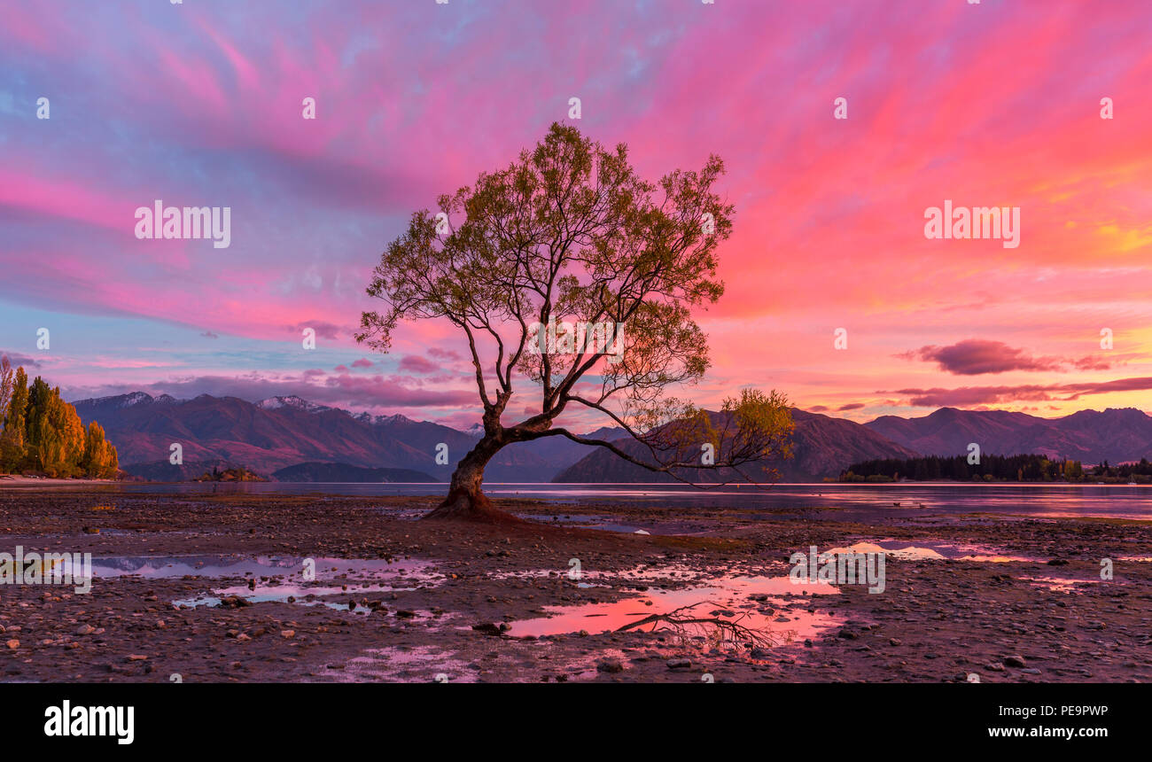 Lone tree of wanaka hi-res stock photography and images - Alamy