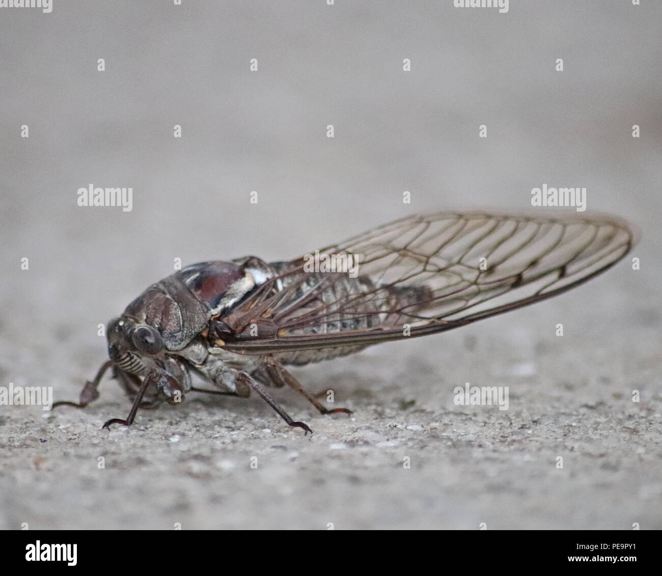 The Summer time true bug Cicada (Cicadoidea Stock Photo - Alamy