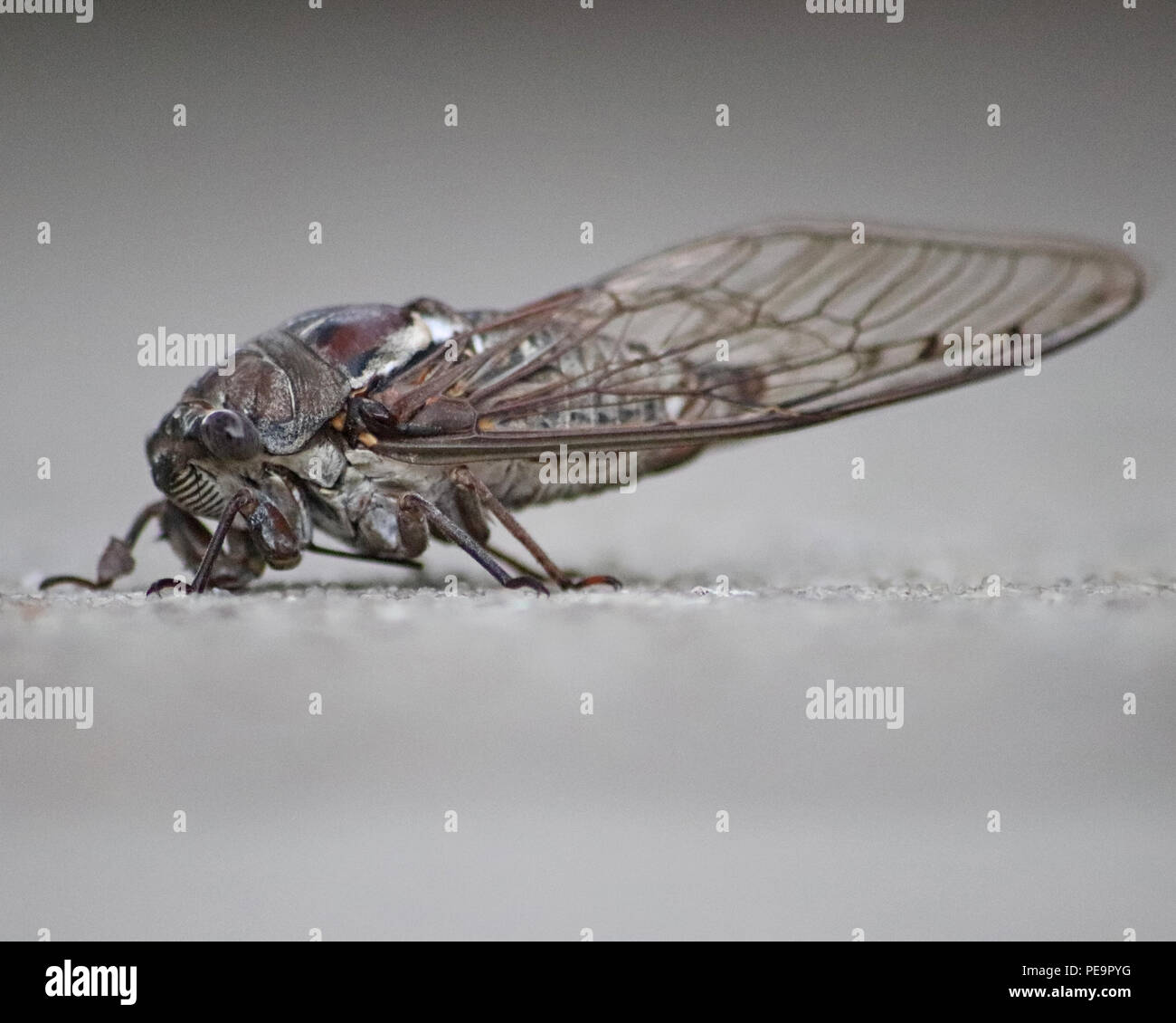 Closeup of a brown Cicada bug (Cicadoidea) taken in Florida Stock Photo ...