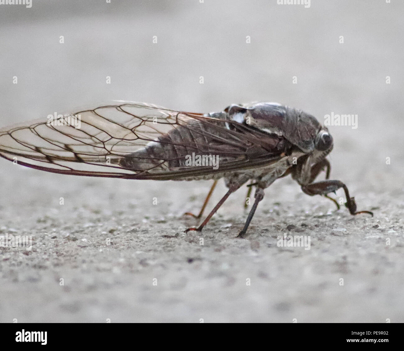 The Cicada is actually eaten as a delicacy in Chinese cultures Stock ...